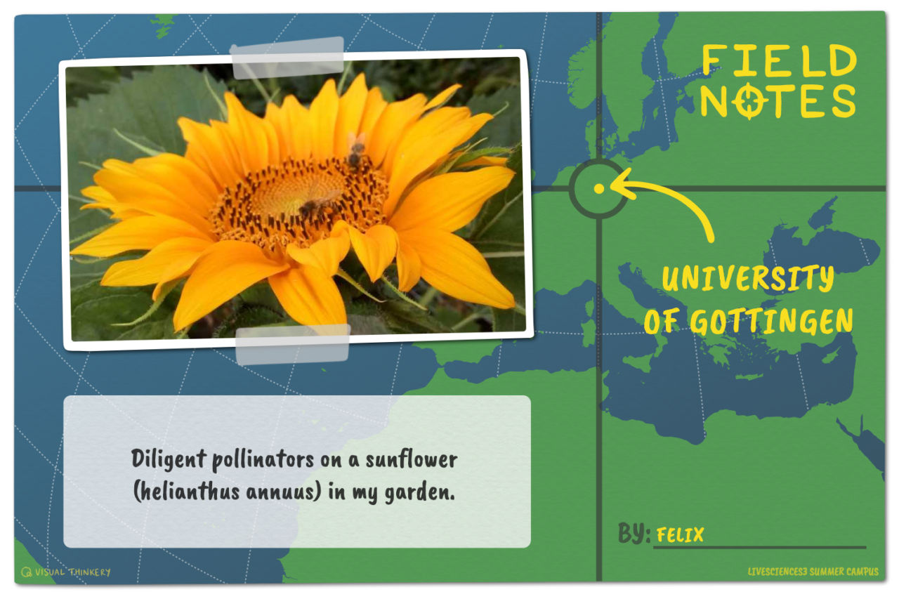 Visual Tools - Visual Thinkery